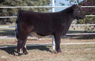 RCC Blog: Calves Selling at Curran Cattle Promotions
