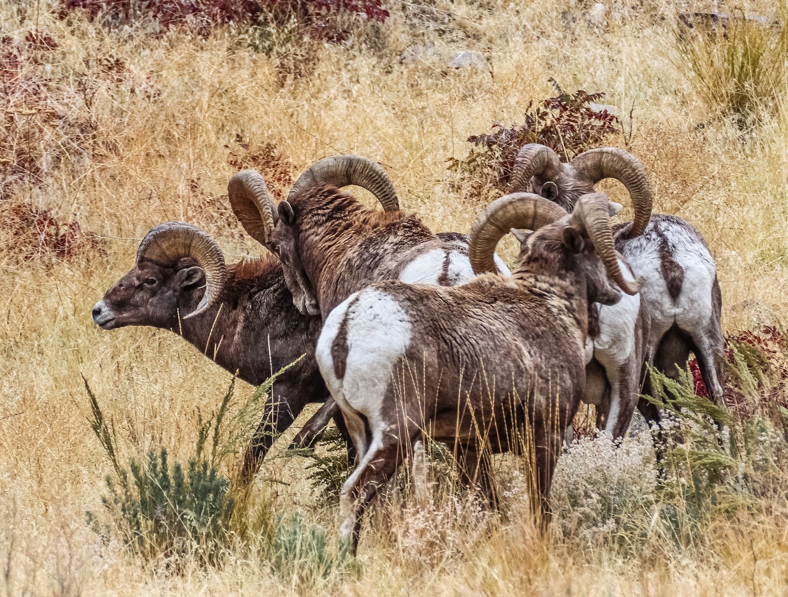 Cannundrums: Rocky Mountain Bighorn Sheep - Washington