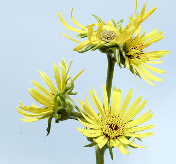 Barbara Brackman's MATERIAL CULTURE: May Apple or Compass Flower