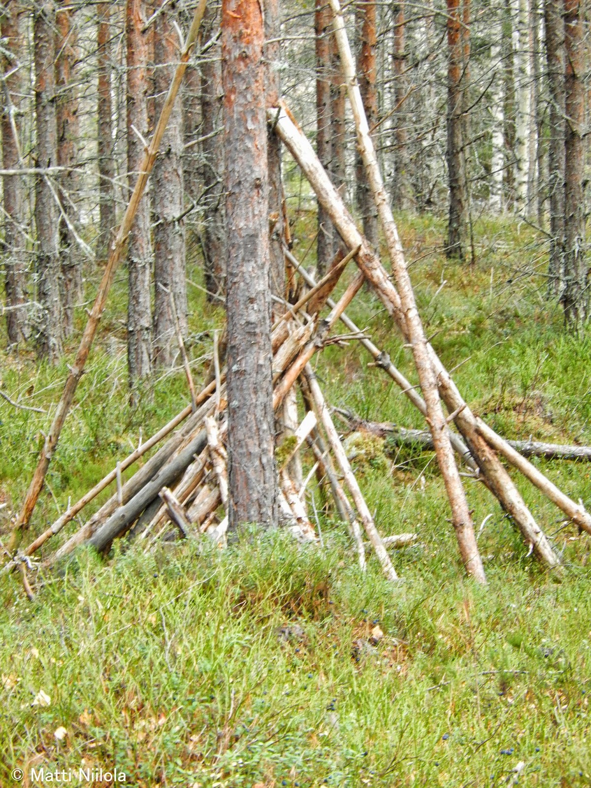 matti metsässä ja muualla: MAJA