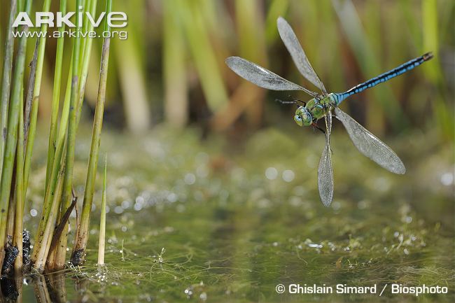 blink: haiku and related forms from the Central Valley Haiku Club