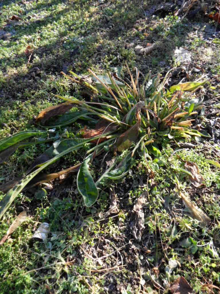 Midway Prairie Garden: Lanceleaf Coreopsis- Coreopsis lancelata