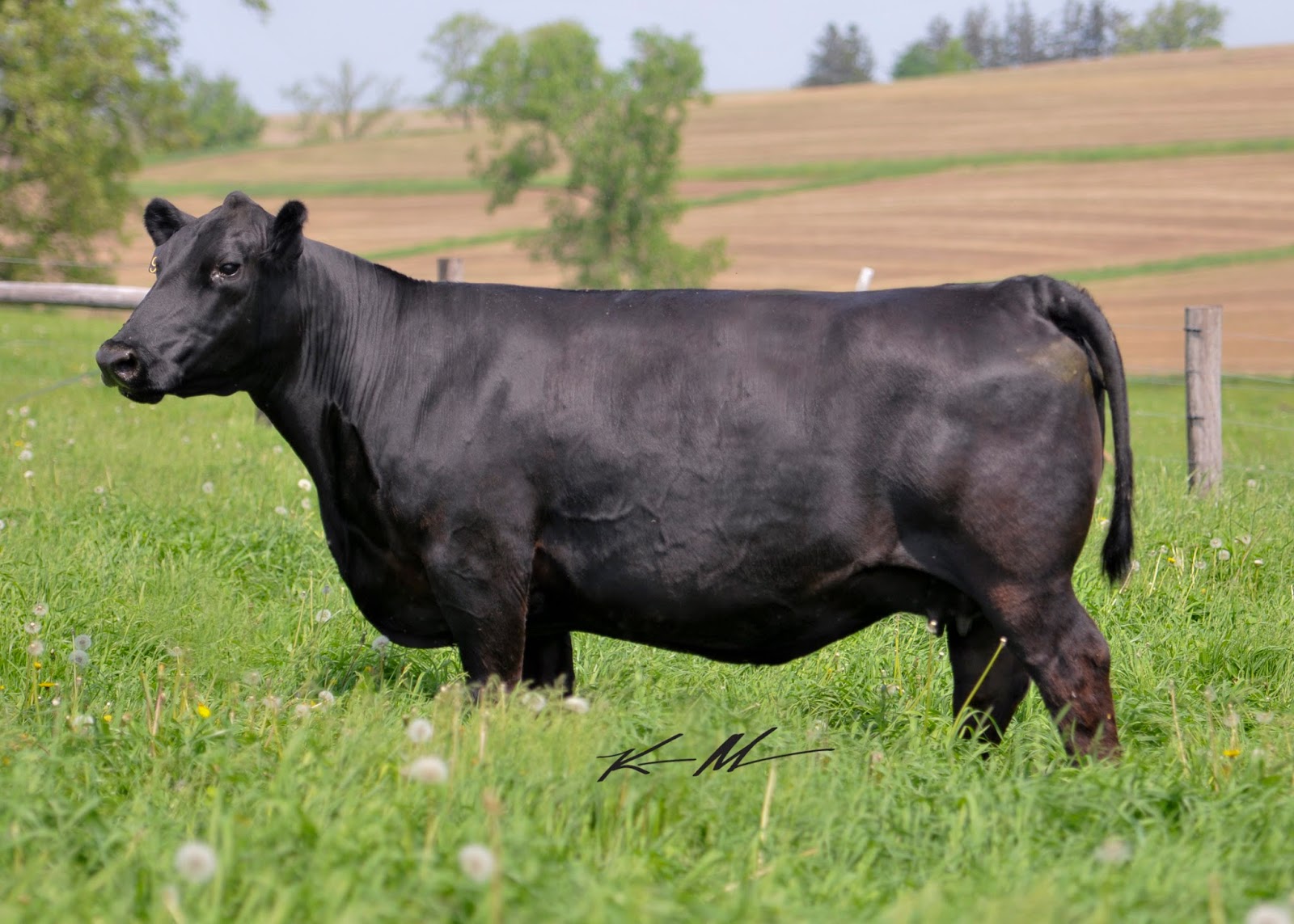 O'Leary Cattle: 6807 cow sells June 9th