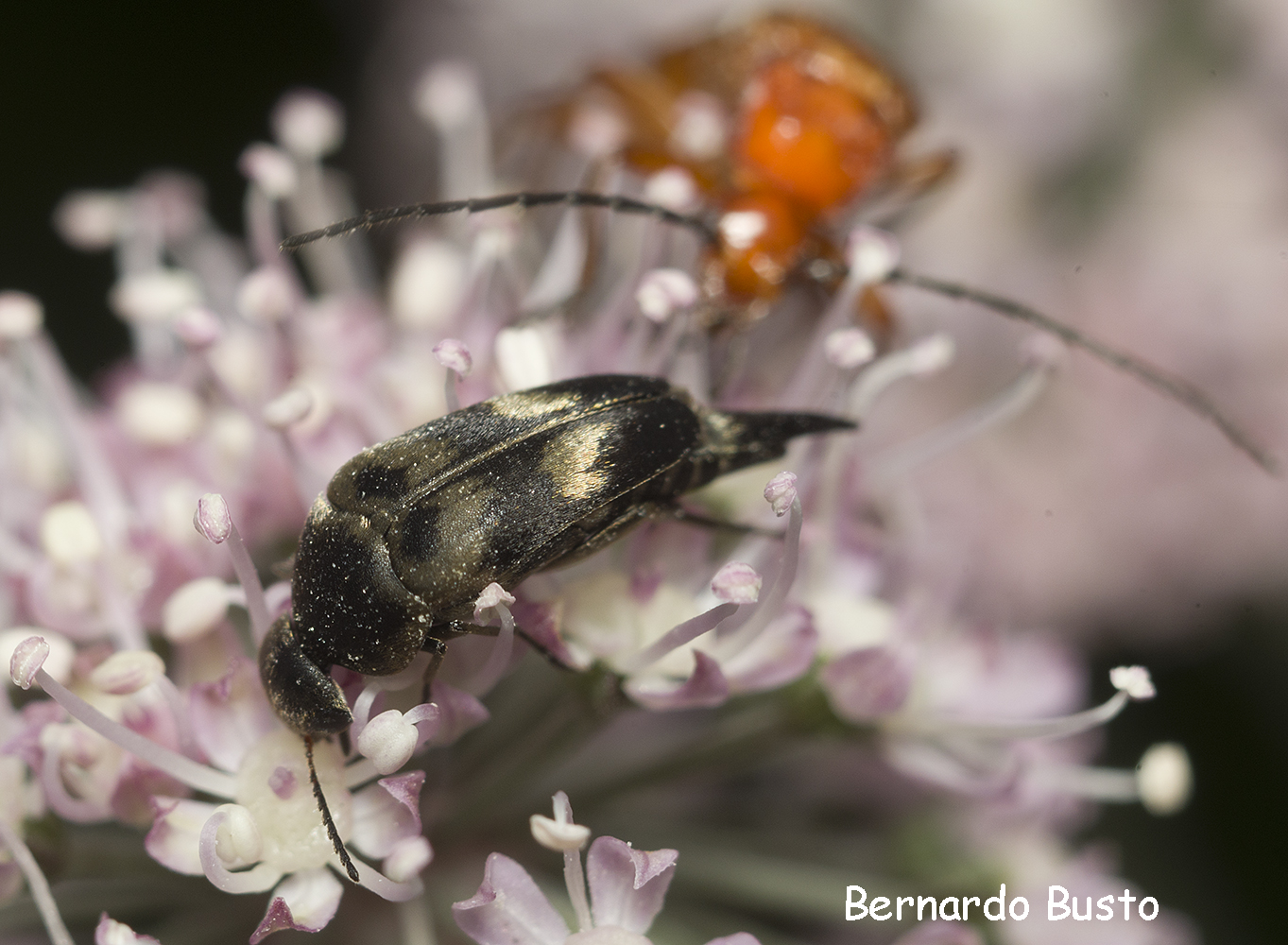 RÍA DE LA VILLA: Un nuevo Coleóptero