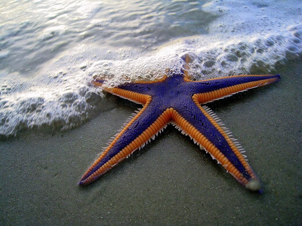 Biologia-Vida: A bela Estrela-do-mar-real / The Beautiful Royal starfish