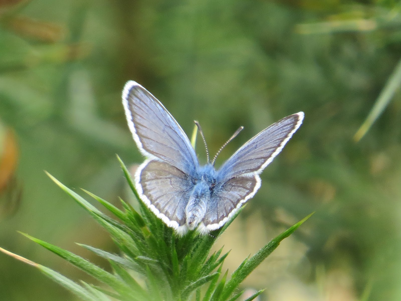 Organicbirder : Lepidoptera