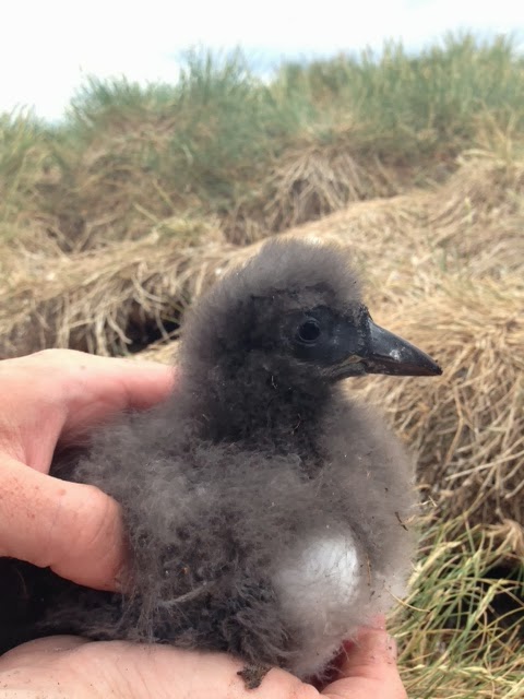 SERENITY: Baby Puffin (Pufflings)