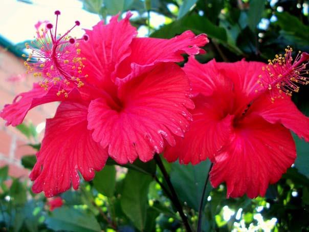 La Cayena: Recetas a base de Cayenas