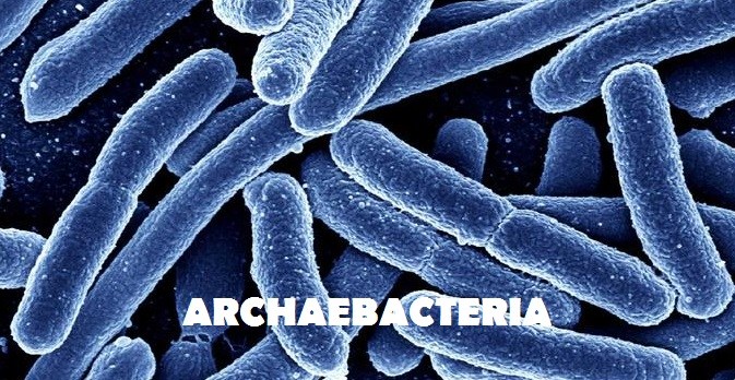 Pengertian Archaebacteria Lengkap Dengan Ciri-Ciri, Klasifikasi dan ...