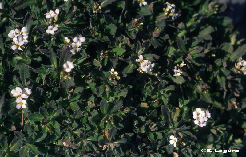 Flora Europaea