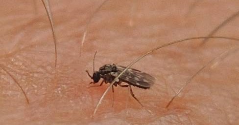 Queensland Coast: The Life of Biting Sandflies