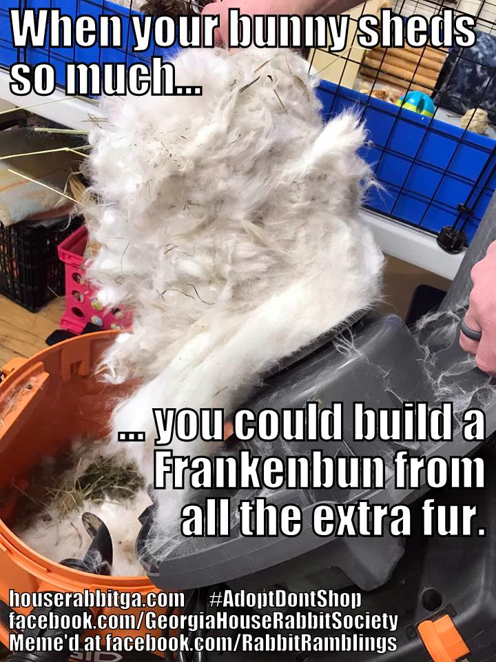 Rabbit Ramblings: Funny Bunny Memes