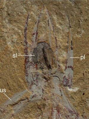 Ctenophora ~ Dunia Hewan