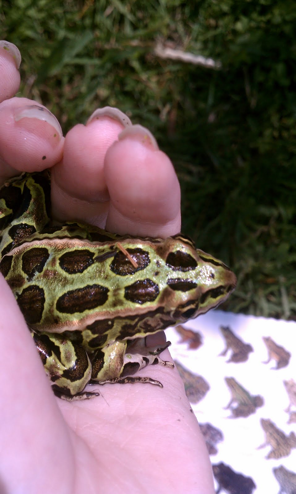 Wildlife Monitor: Is Chytrid Fungus Present In Connecticut?