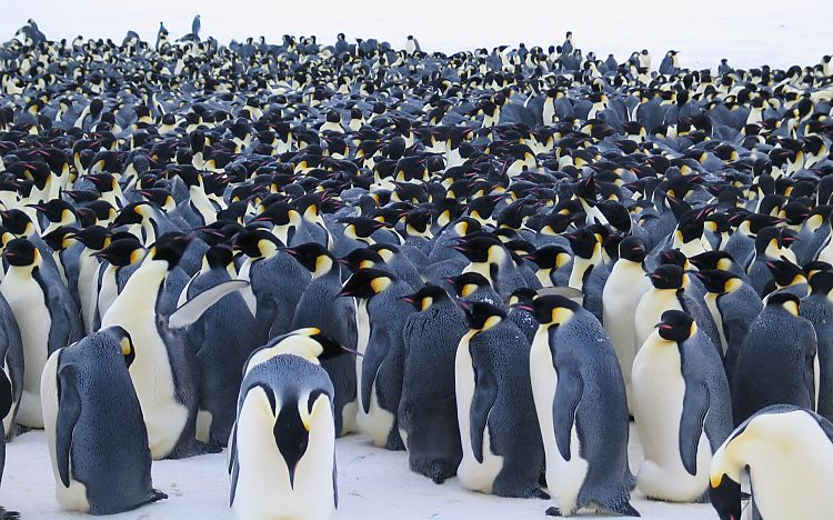 animales: pingüino emperador