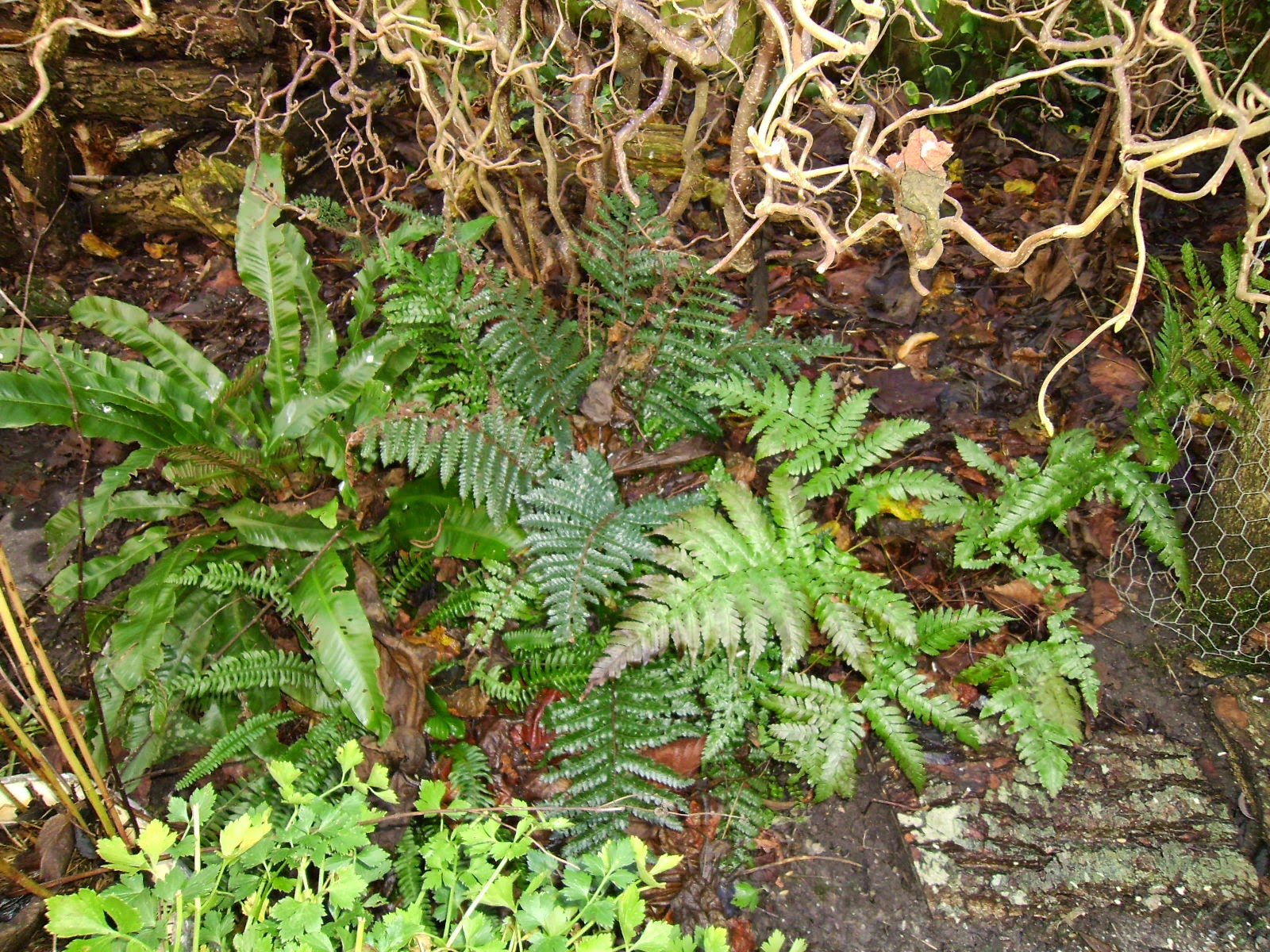 Het paradijsje van Jane: Plant #10: De varen (Pteropsida/Monilophyta)