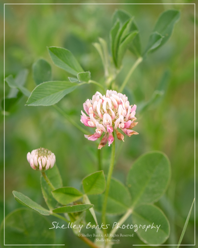 Prairie Wildflowers: Pink Alsike Clover - Pink and White