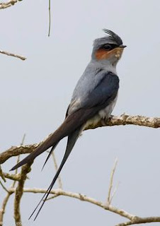 BIRDS(পাখি): Crested Swifts/খোপাযুক্ত আবাবীল
