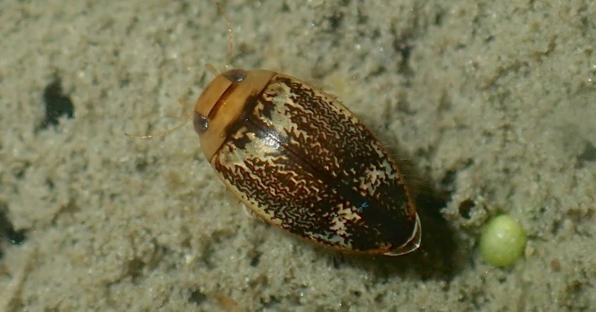 しみじみ牙蟲: シャープツブゲンゴロウ Laccophilus sharpi Regimbart, 1889