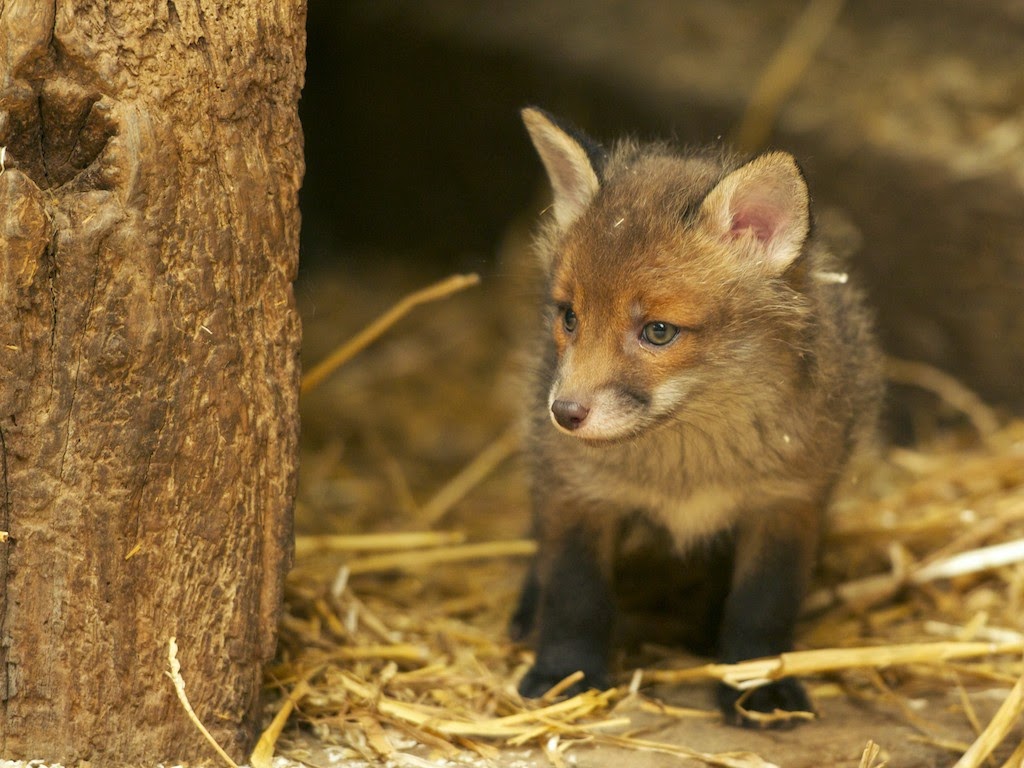 British Wildlife Centre ~ Keeper's Blog: Fox Cubs