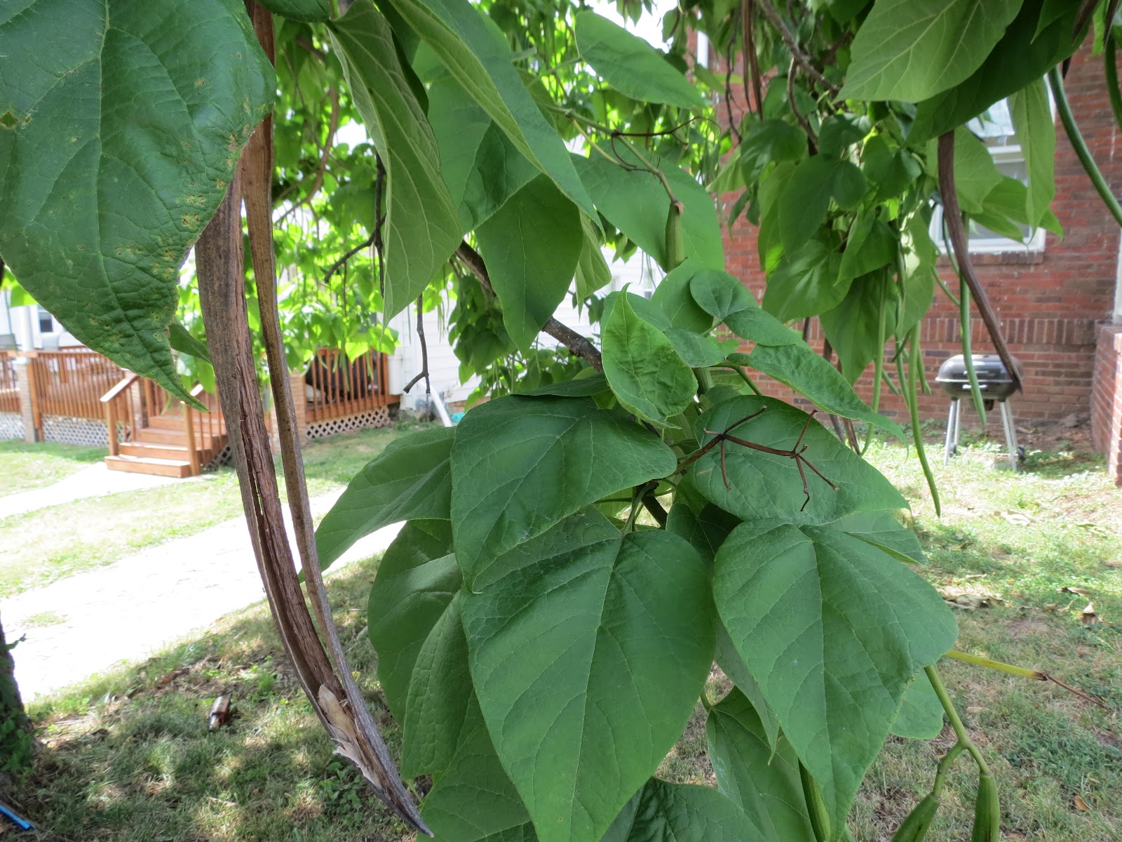 Our Nature: Catawba Bean Extraordinaire