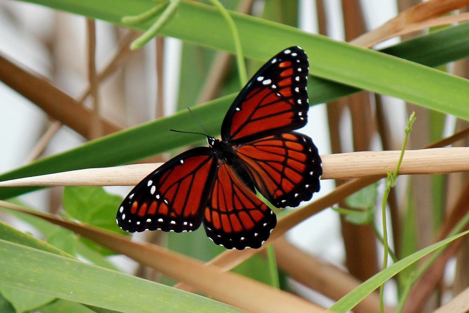 Joan and Dan's Birding Blog: The Royal Family of Butterflies