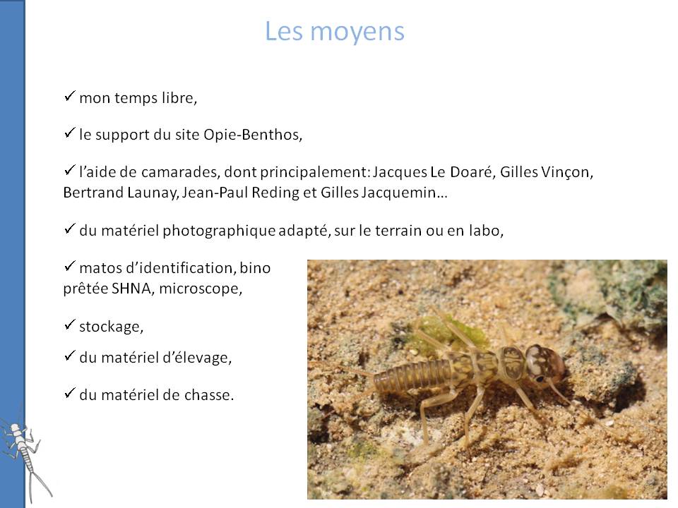 Vers une clef des larves de plécoptères de France : identification ...