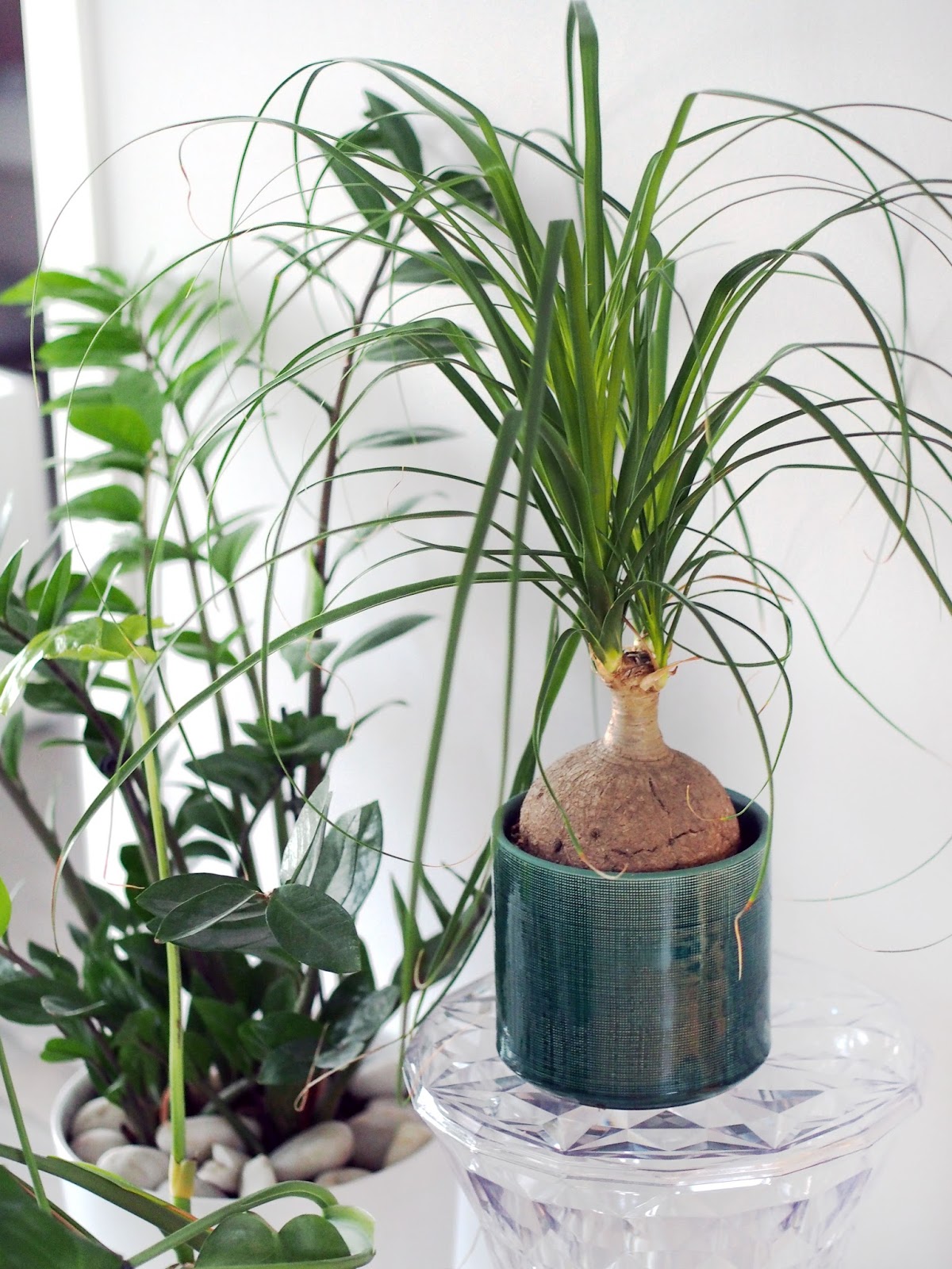 Pallomainen huiskupullojukka ja arvontamuistutus | Valkoisen vuoren ...