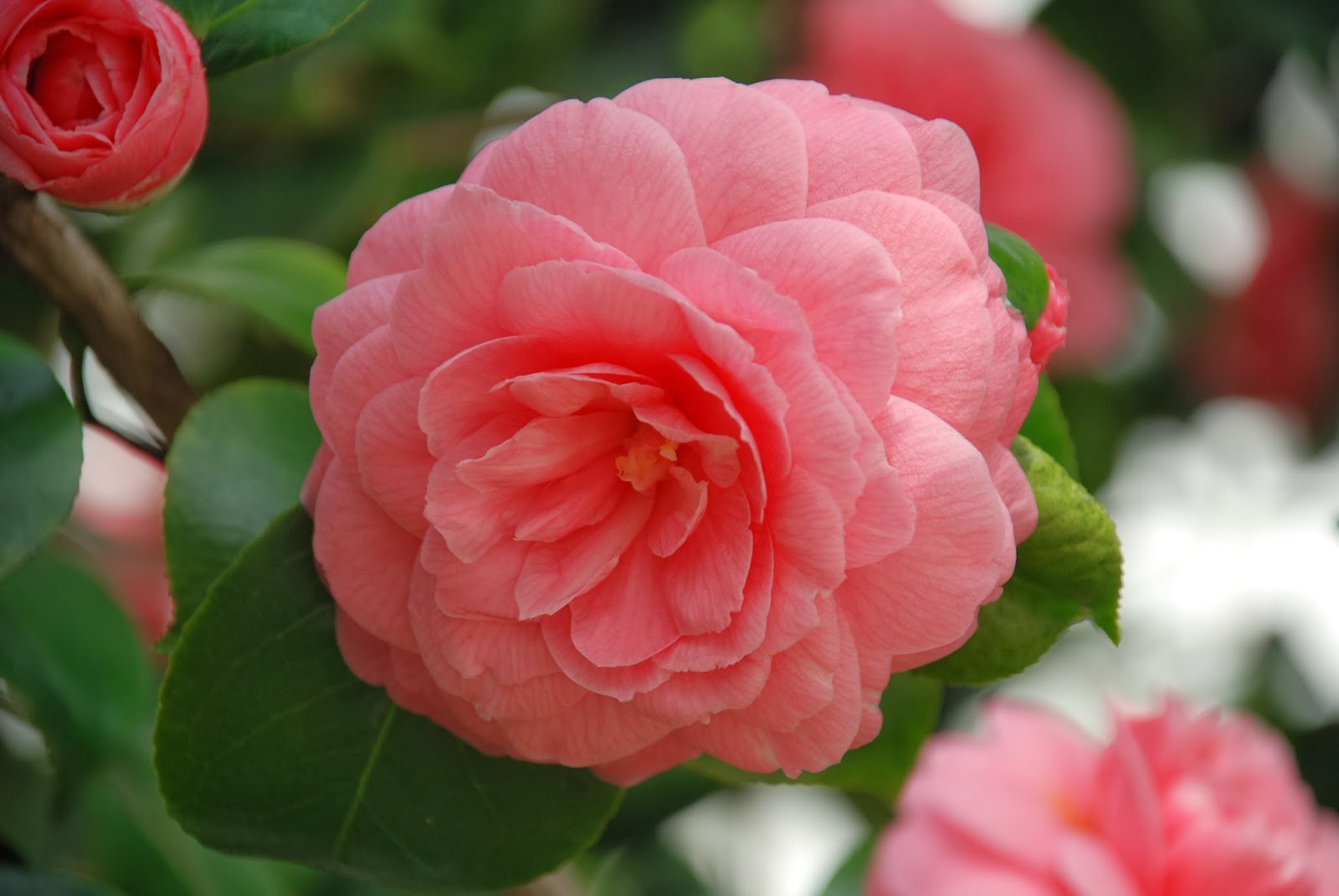 just saying ...: Chiswick House, Camellia Festival