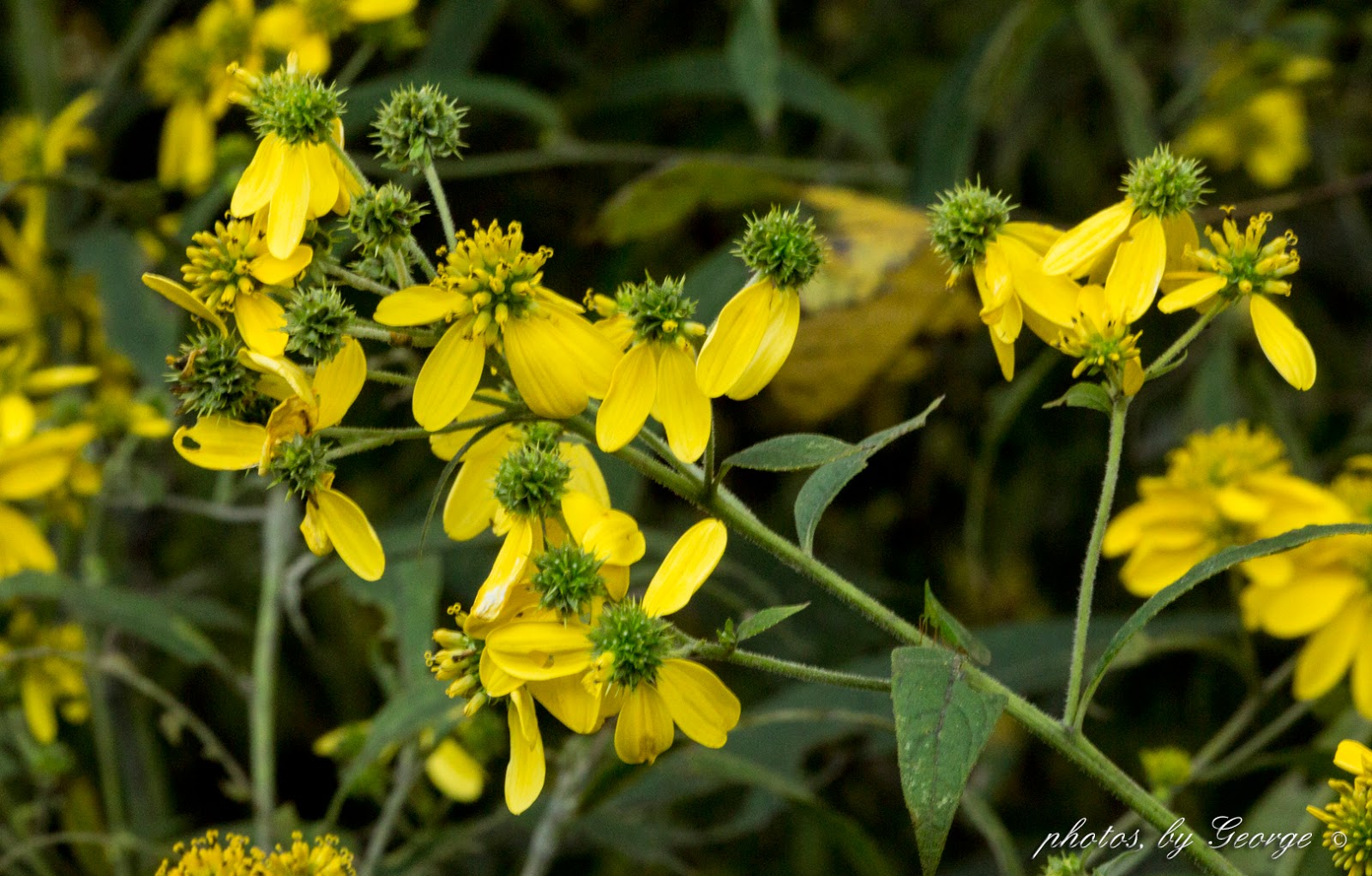 "What's Blooming Now" : Wingstem, Yellow Ironweed (Verbesina alternifolia)