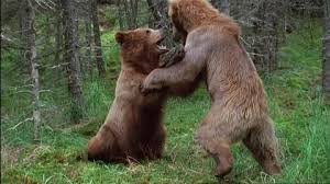 jhonier otaya : Todo Sobre Biologia...: Competencia Animal.