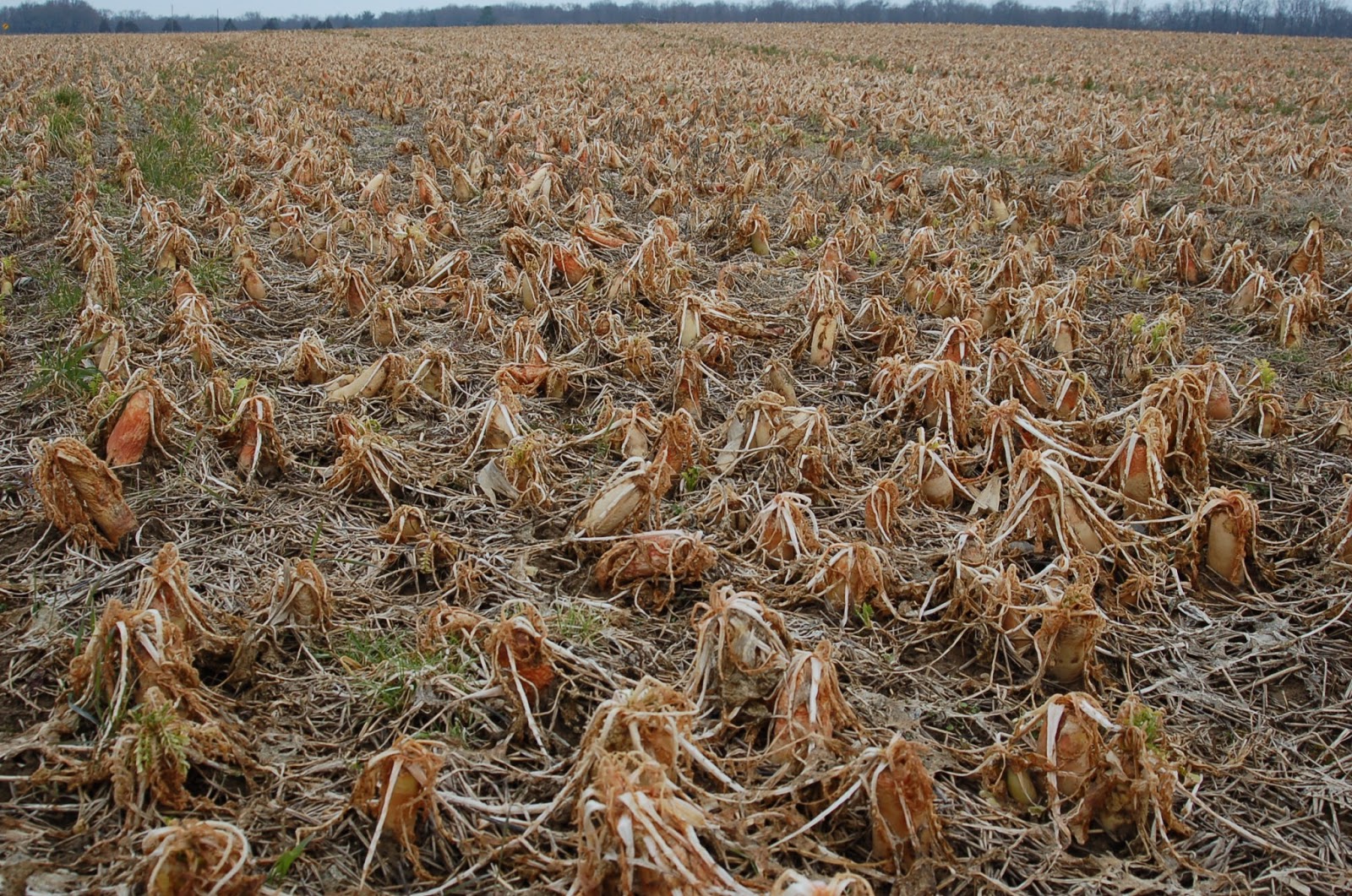 The Foodie Farmer: Eating Local Foods Exclusively Year Round?