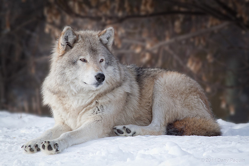 Tumblreando (9): Lobos - Dream Memories - Blog Literario