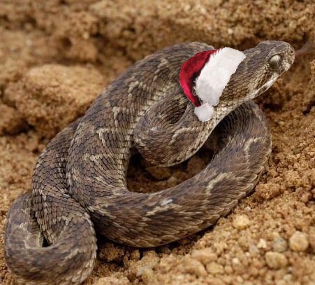 Cindy Goff Blog: 10 Days of Deadly Christmas Snakes-#8 Vipers