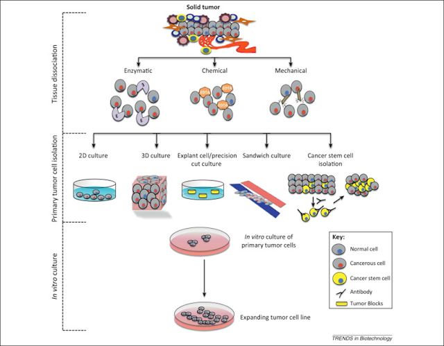microbiology: Tumor cell lines