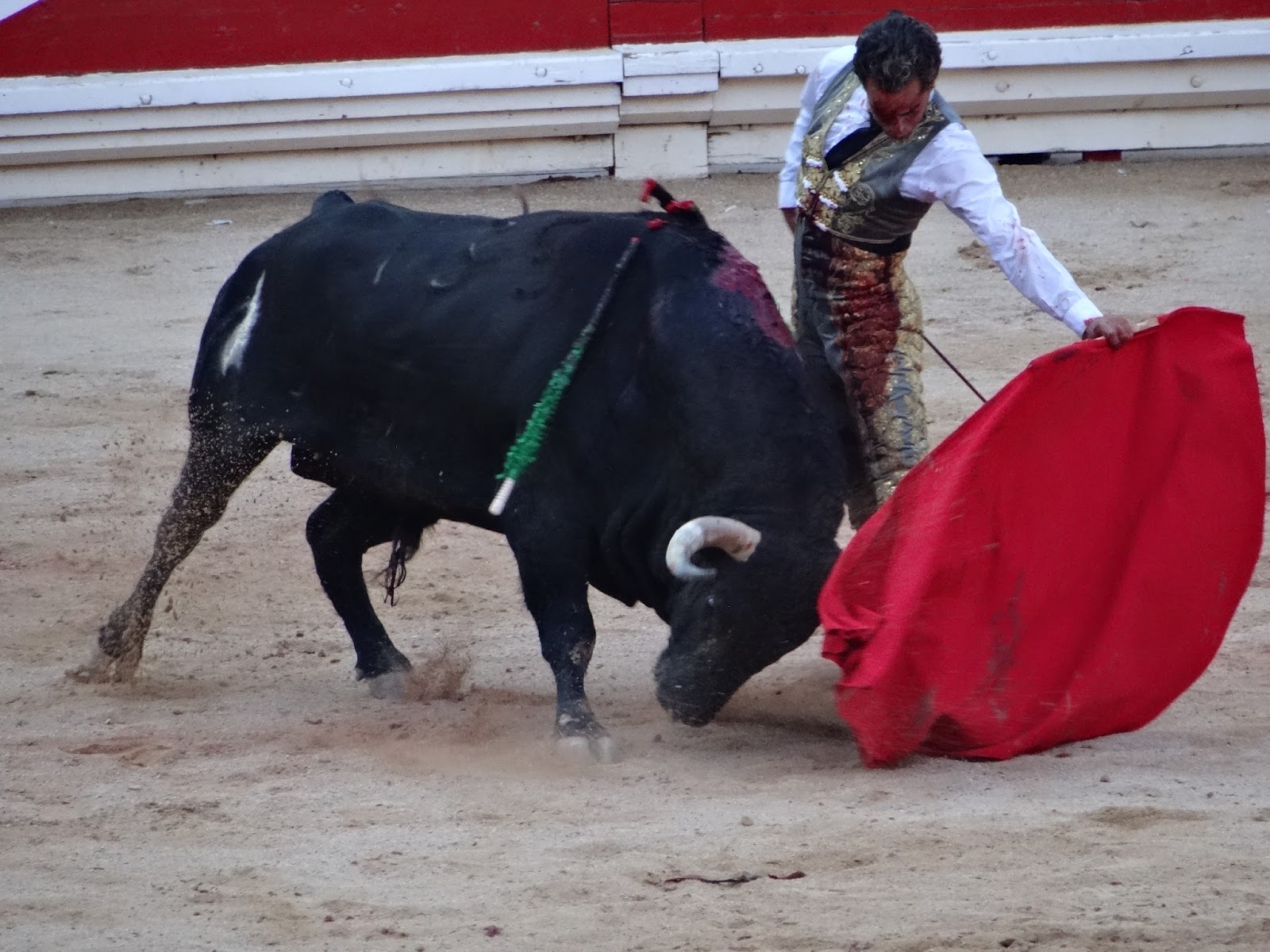 Amor por el toro bravo