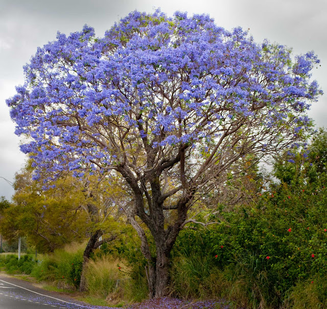 Jacaranda - Keeping With The Times
