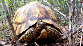 Why Are Tortoises Endangered - Danger Choices