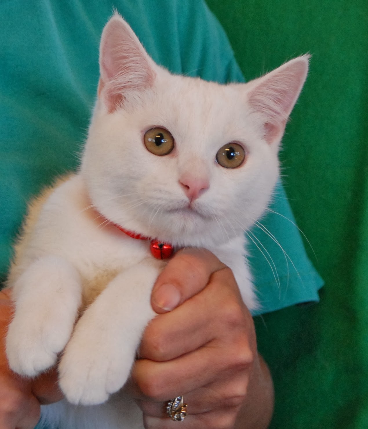 Powder Puff and her "Snow-White Kittens" debuting for adoption today!