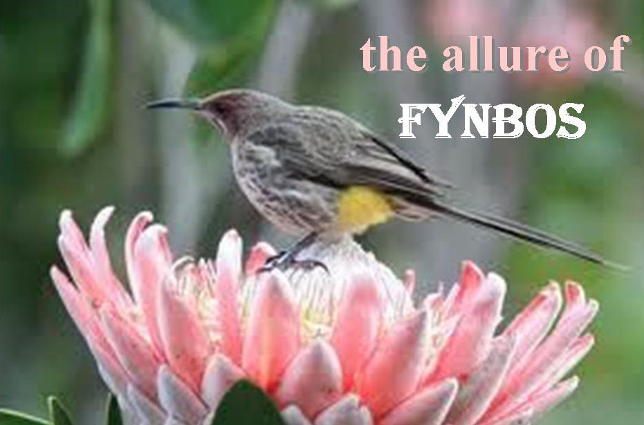 A Passion for Flowers: The Allure of FYNBOS