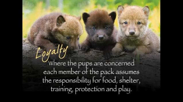 White Wolf : Wisdom of Wolves: Lessons from Nature