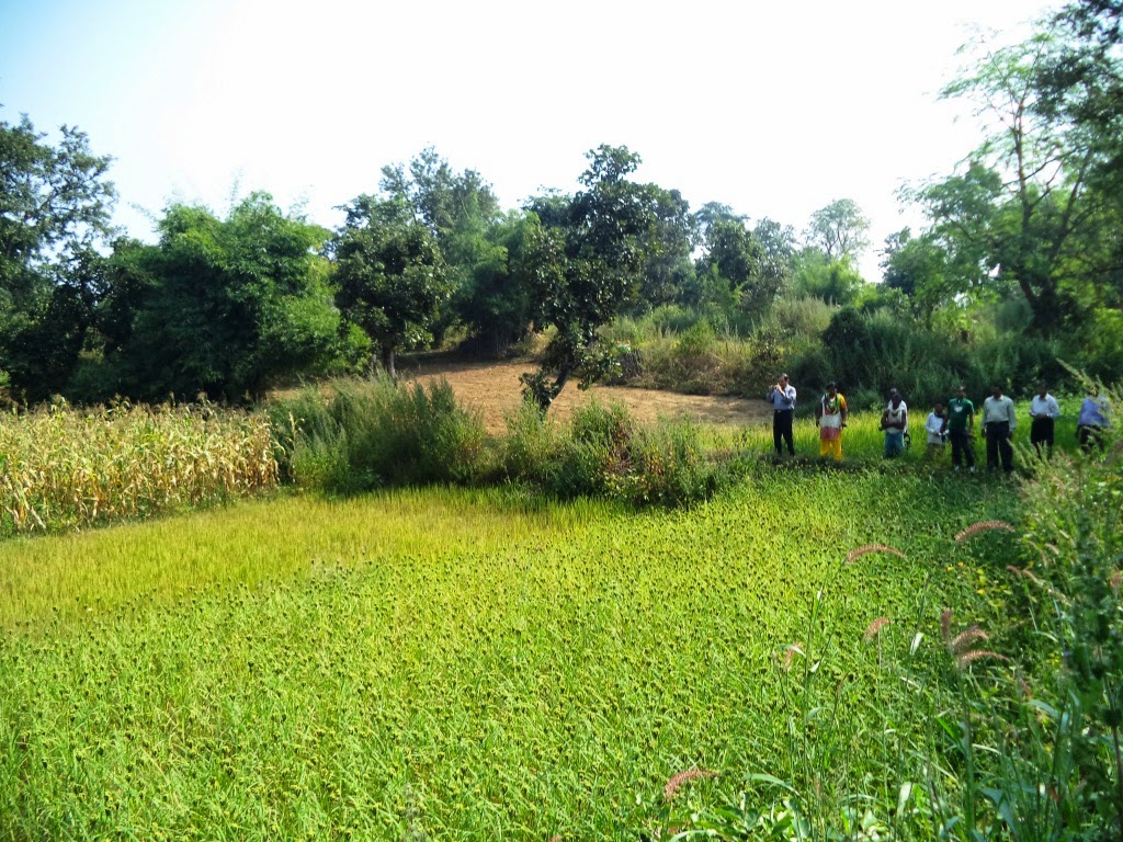 The Learner: Tale of two fields