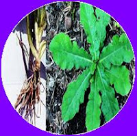 SIMPLISIA FARMAKOGNOSI LENGKAP: RADIX