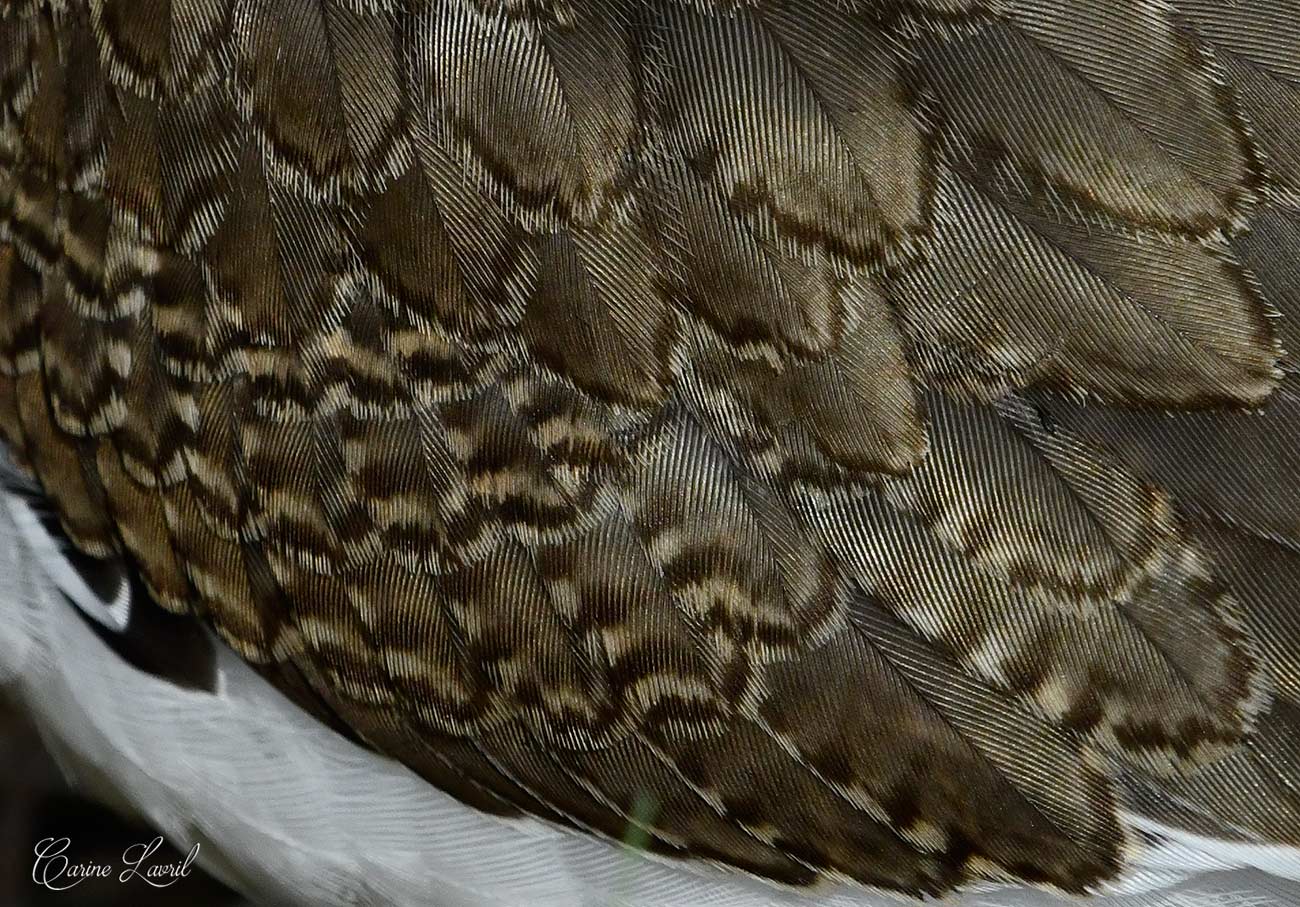 WILDLIFE GATEWAY: Chevalier guignette