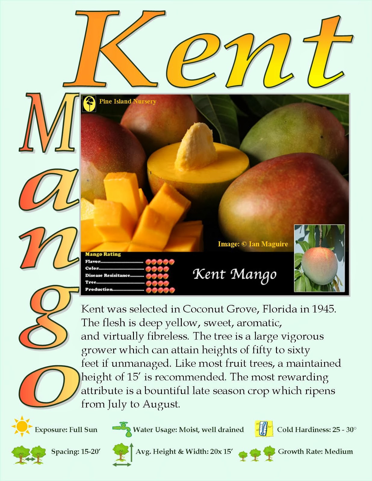 Exportación de Mango Kent
