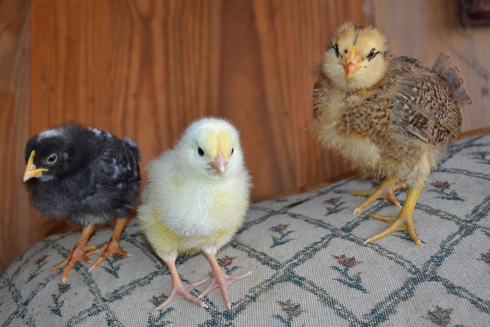 It's Raining Chickens, Cats and Dogs