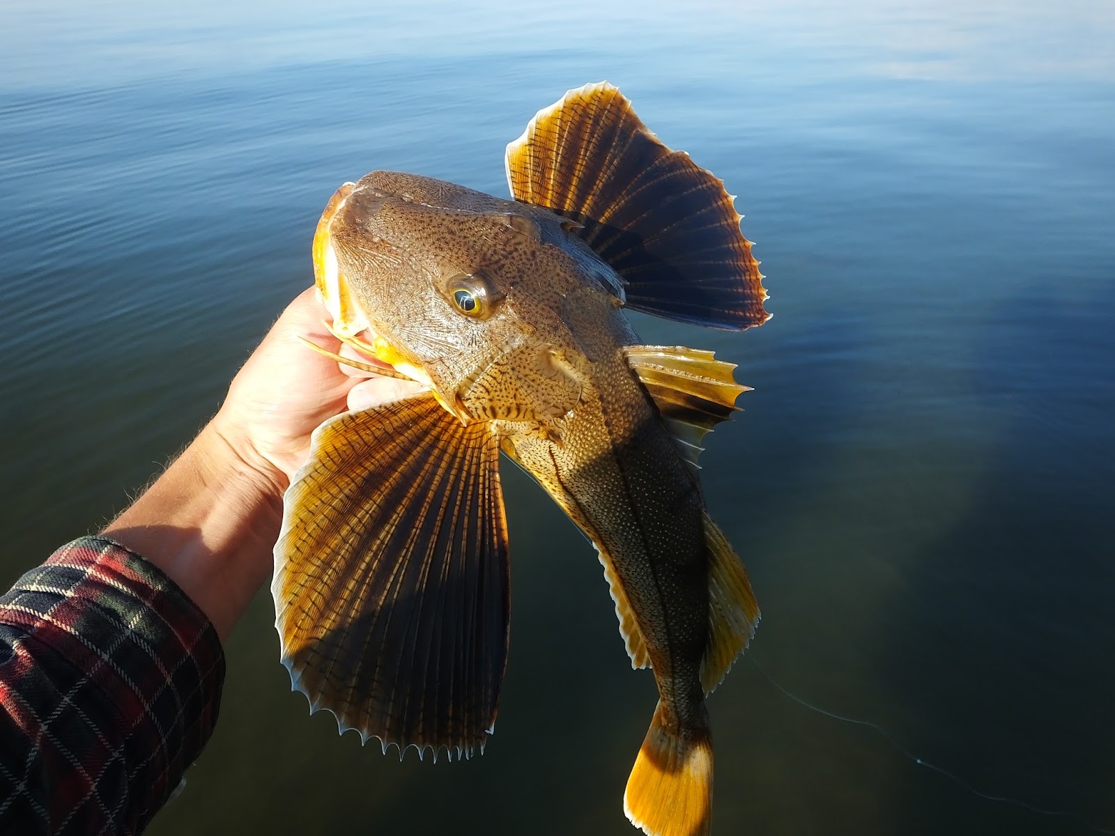 Connecticut Fly Angler: Sight Fishing for Sea Robins