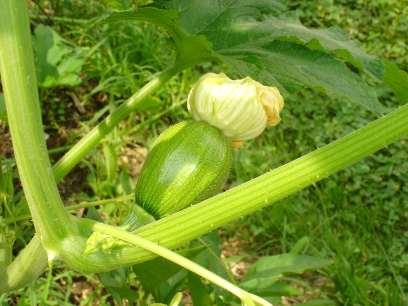 MOVING ON TO THE PAST Squash Babies moving-on-to-the-past-squash-babies