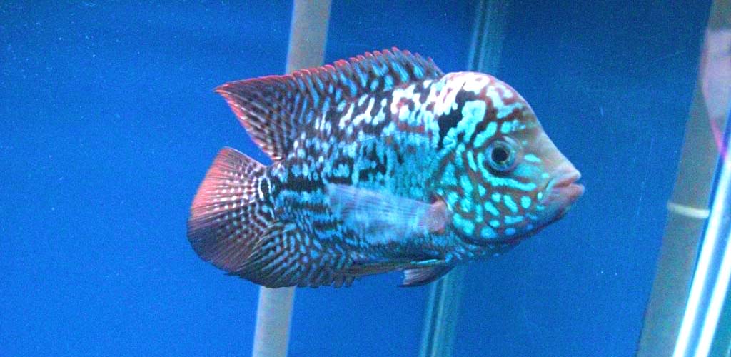 Flowerhorn The Hybrid Cichlids: Thai Kamfa