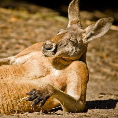 El ojo del buitre: Canguro rojo (Macropus rufus)